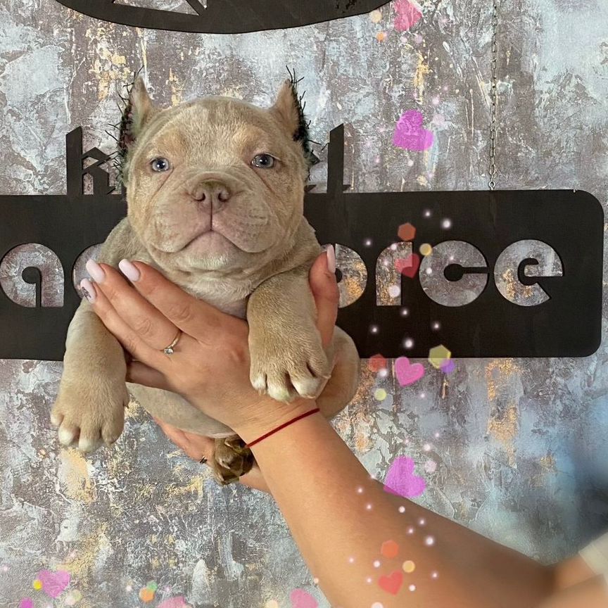 Американский булли, щенок