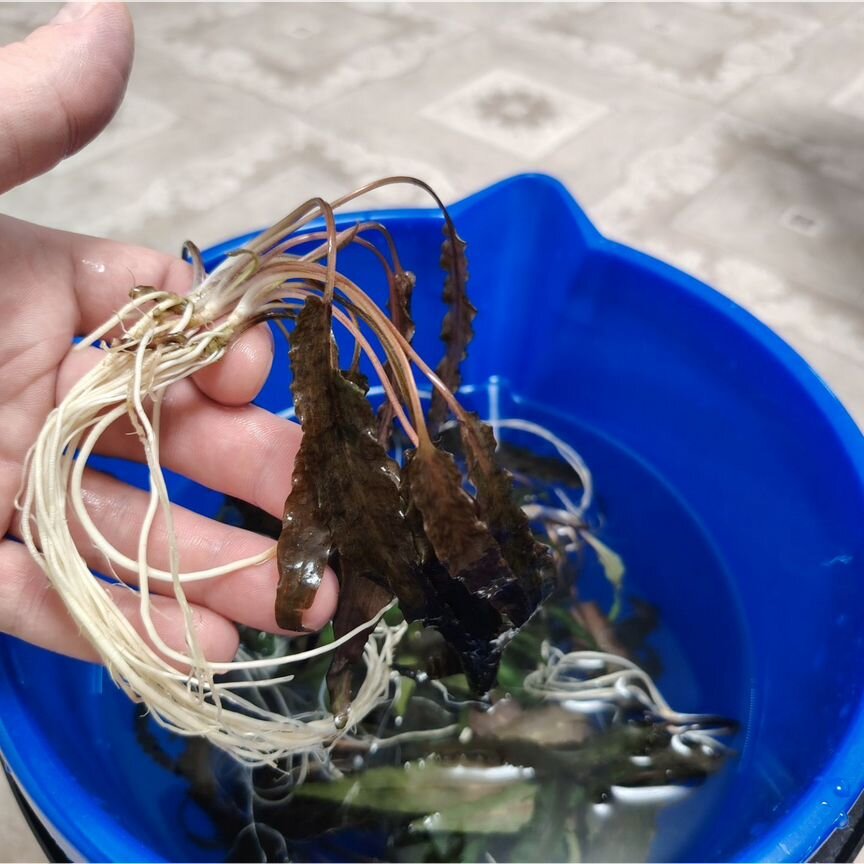 Аквариумные растения