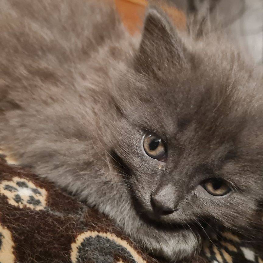 Котята в добрые руки бесплатно