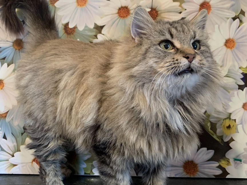 Чудесная кошечка