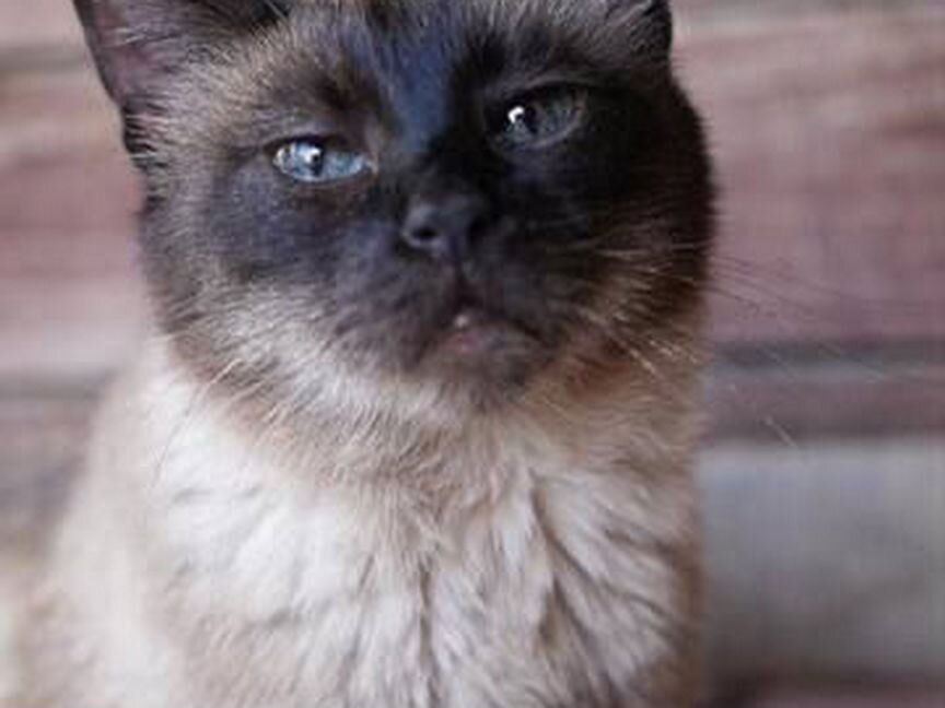 Ласковая добрая красивая кошечка из приюта в дар