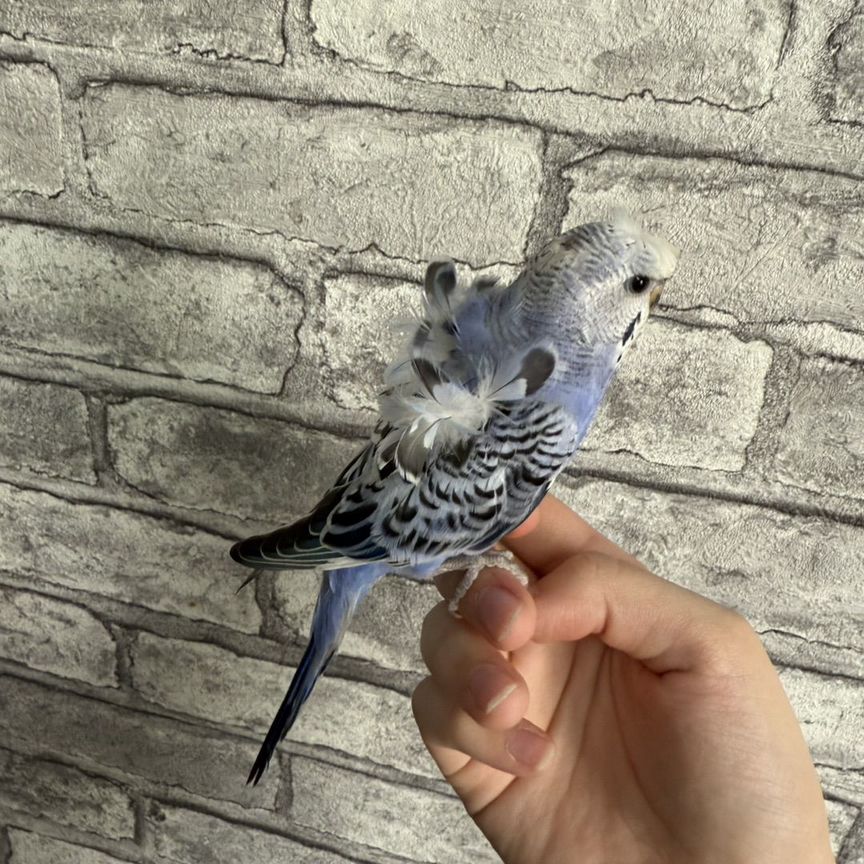 Попугай хагоромо