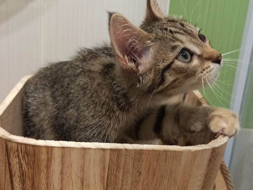 SOS котёнок Искорка с завода