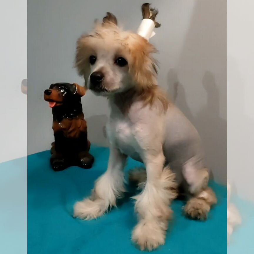 Китайская хохлатая, щенок