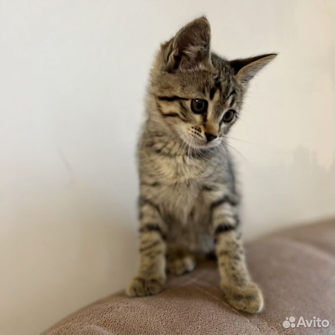 Котик саванна ф6 мальчик