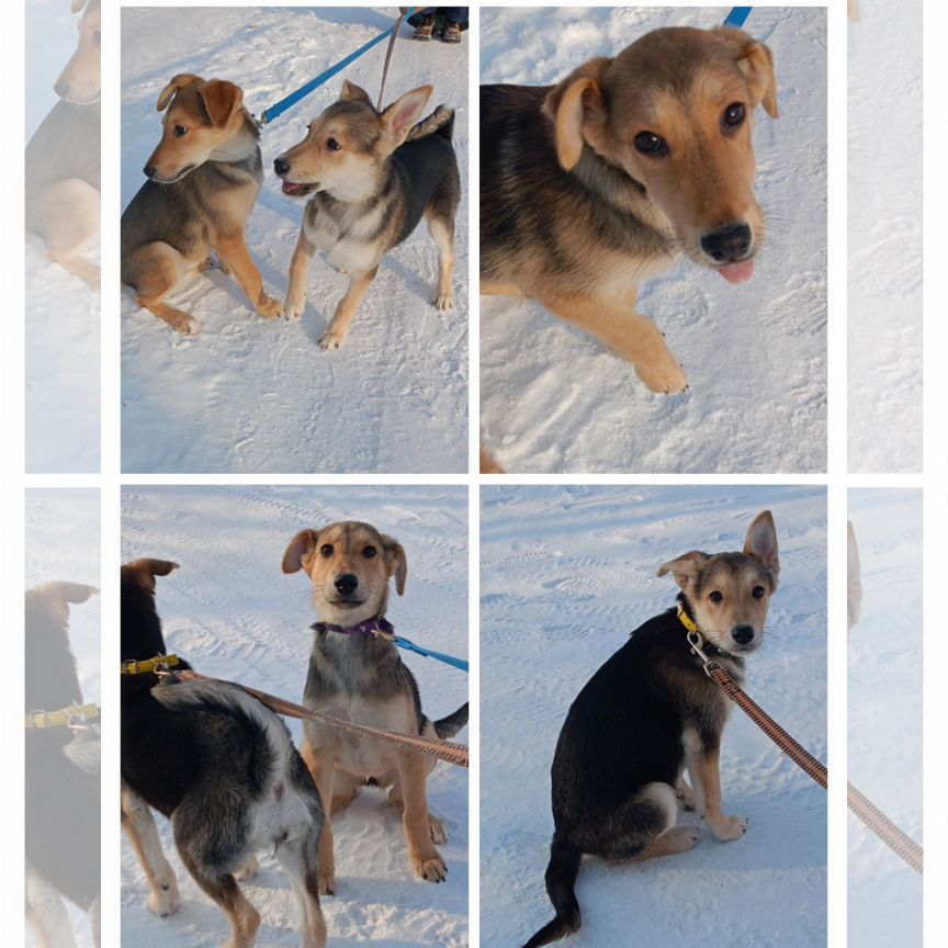 Щенок в добрые руки