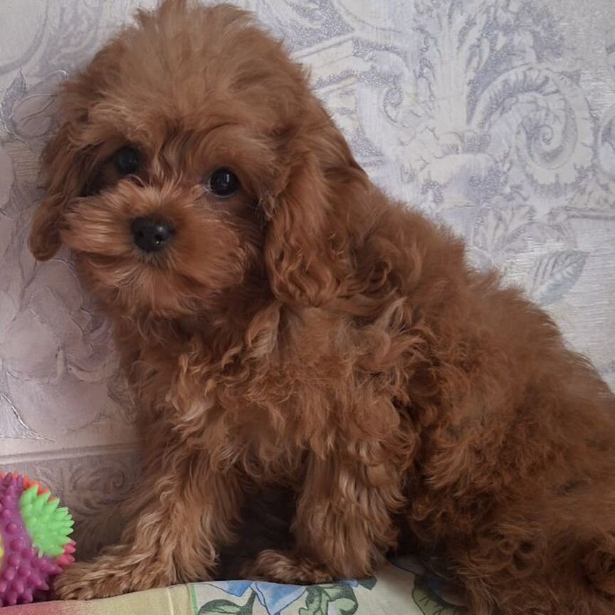 Кавапу, щенок