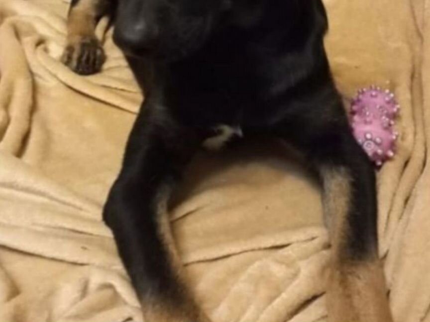 Щенок Торушка (Тор) ищет заботливую семью