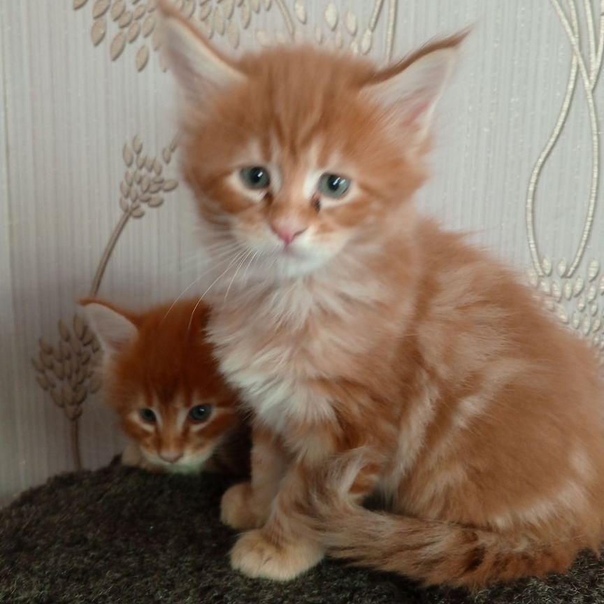Мейн-кун котёнок