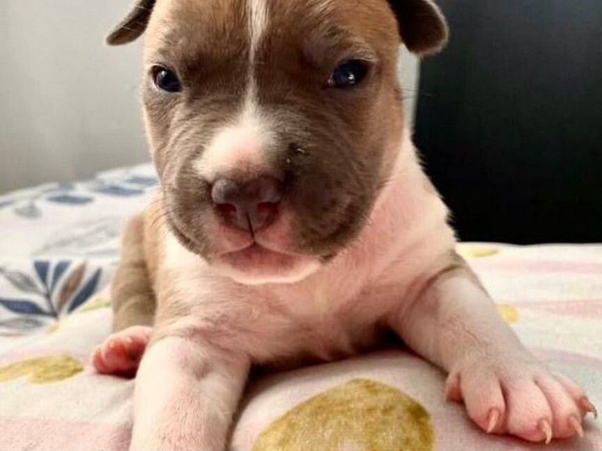 Стаффордширский терьер