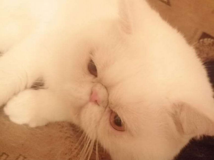 Экзотические котята