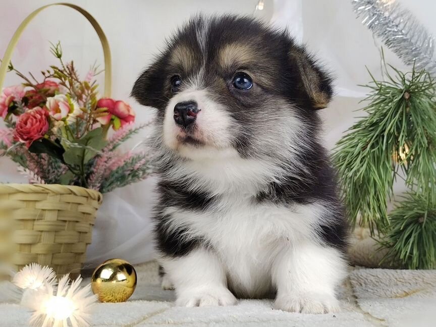 Щенки Вельш Корги Пемброк Новогодняя Фея