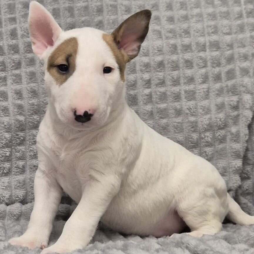 Бультерьер, щенок