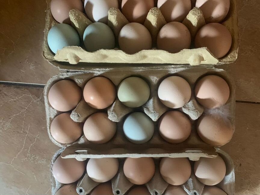 Инкубационное яйцо кур разных пород