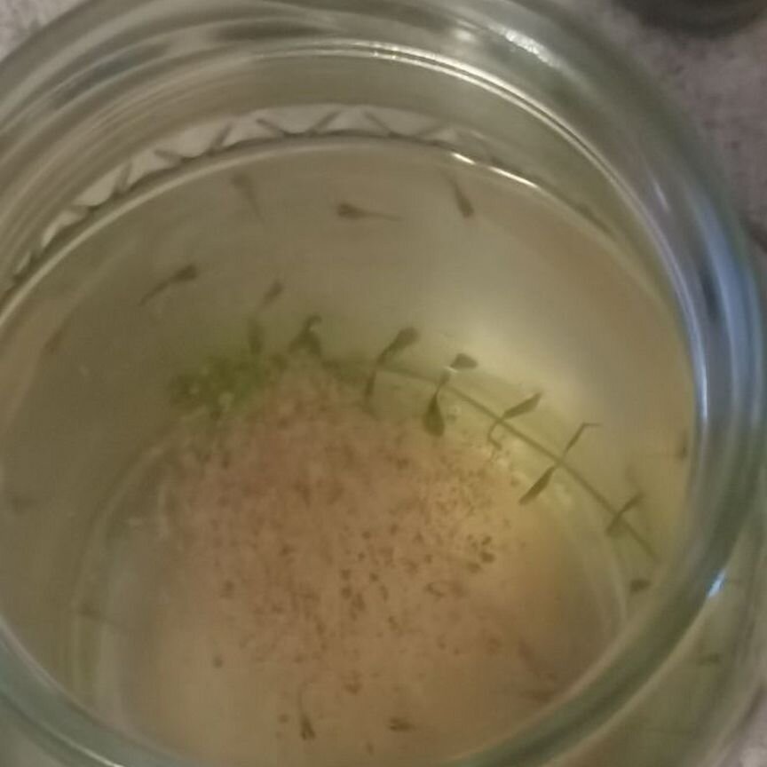 Мальки гуппи и зелень