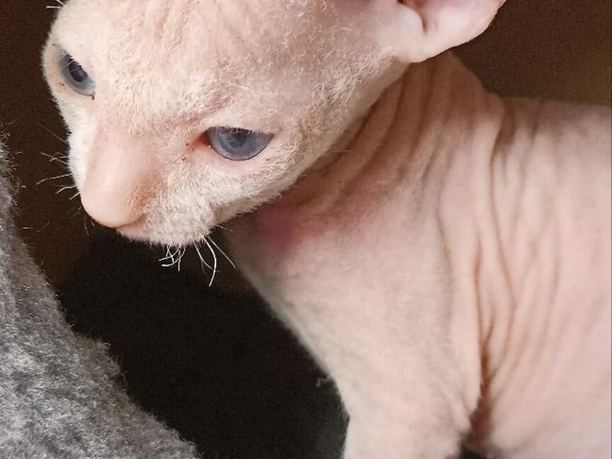 Кошки донской сфинкс