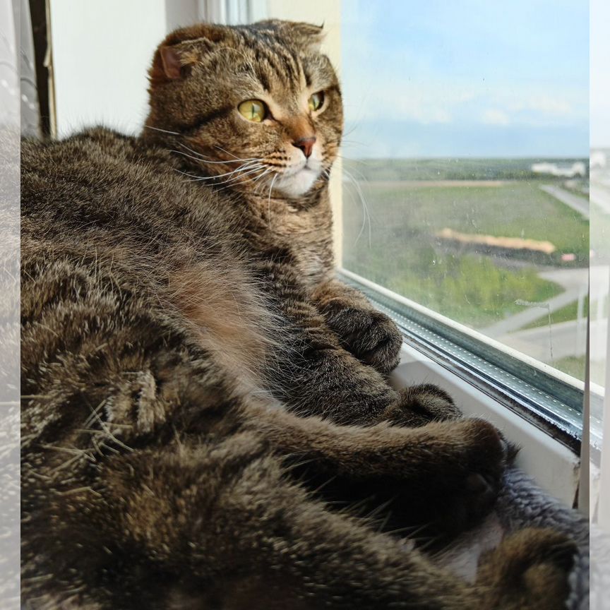 Шотландский кот вязка