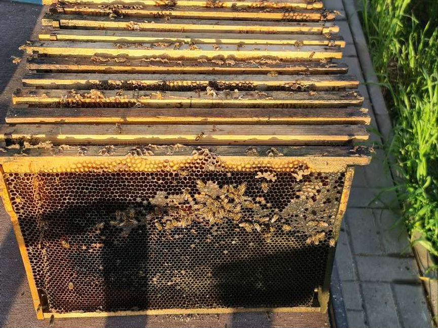 Сушь для пчел. Рамки для ульев сушь