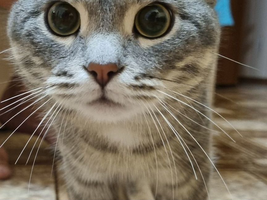 Котик бесплатно в добрые руки