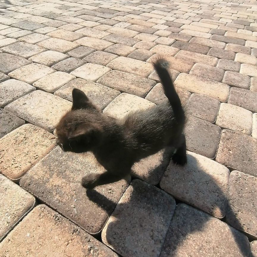 Маленьких котят в добрые руки