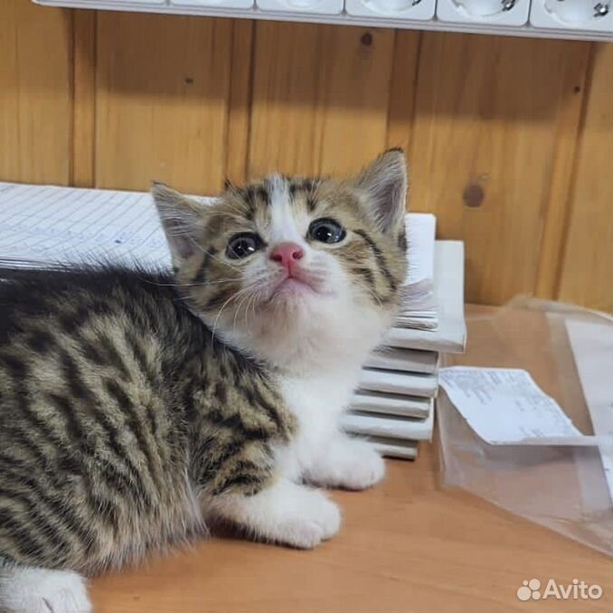 Котята -тигрики