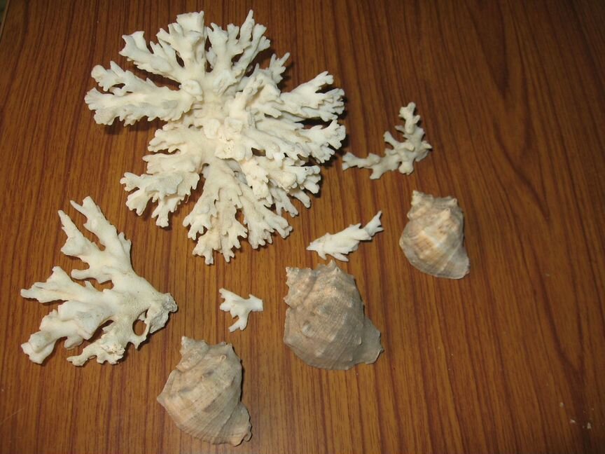 Кораллы и раковины