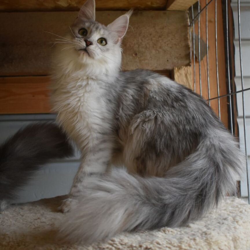 Мейн-кун котёнок