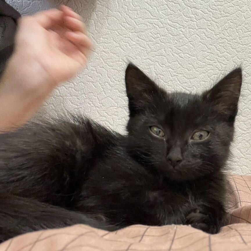Котенок в добрые руки