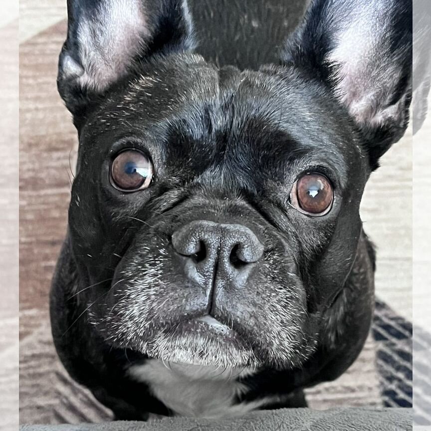 Французский бульдог, взрослый пёс