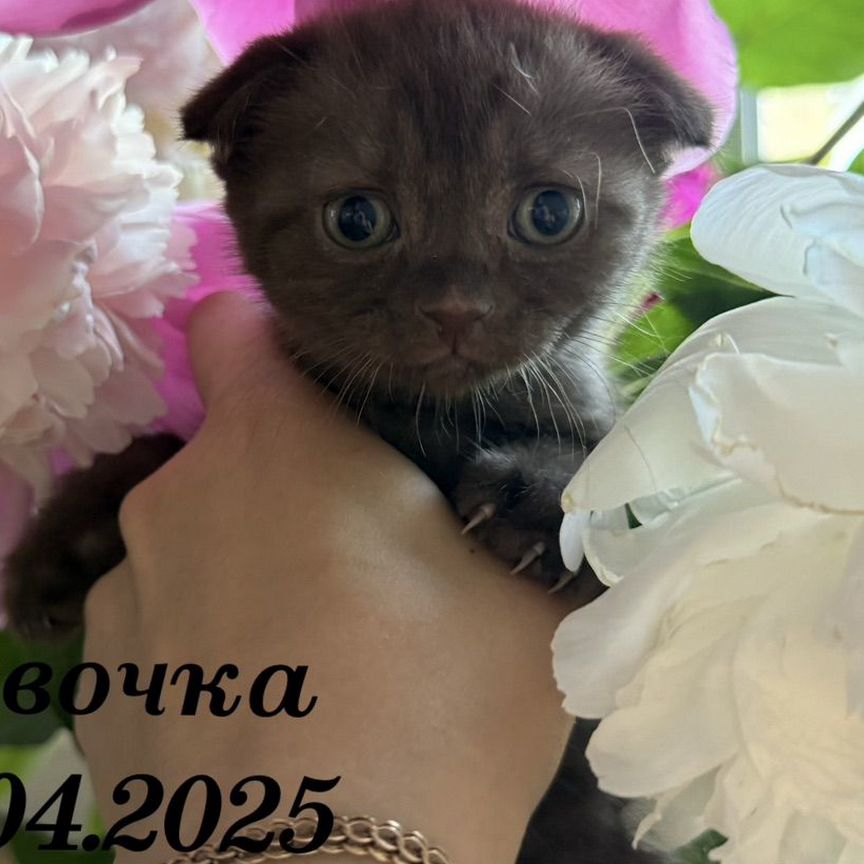 Шотландские котята