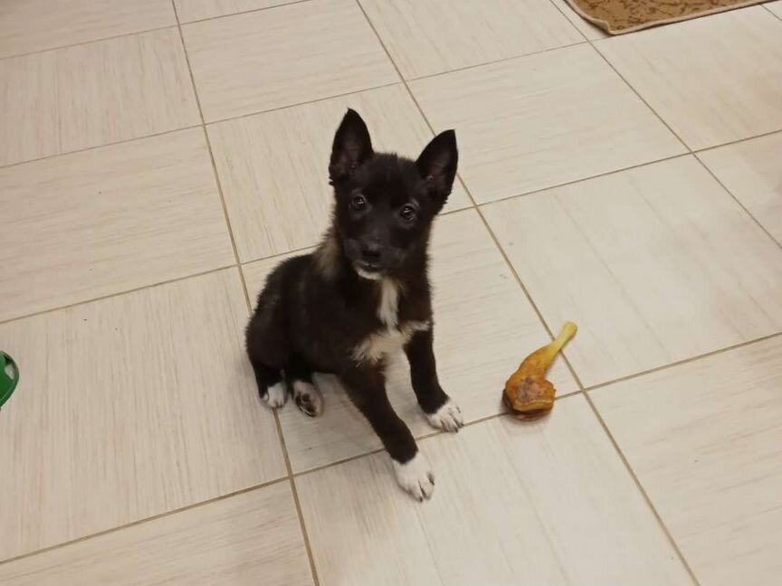 Щенок на охрану