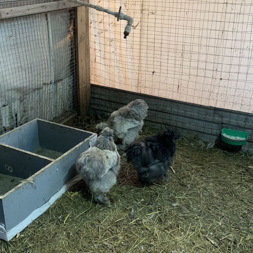 Молодые петухи