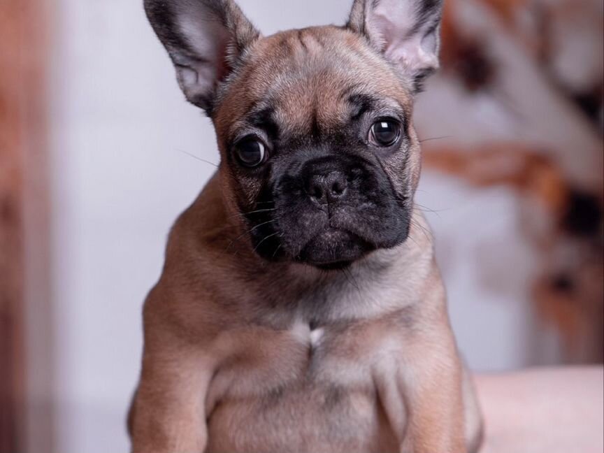 Французский бульдог девочка