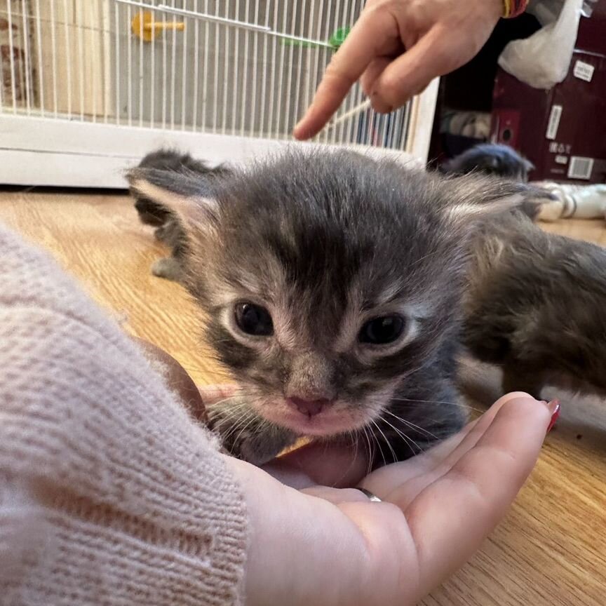 Котята мэйн кун