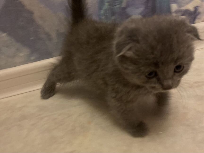 Вислоухие котята