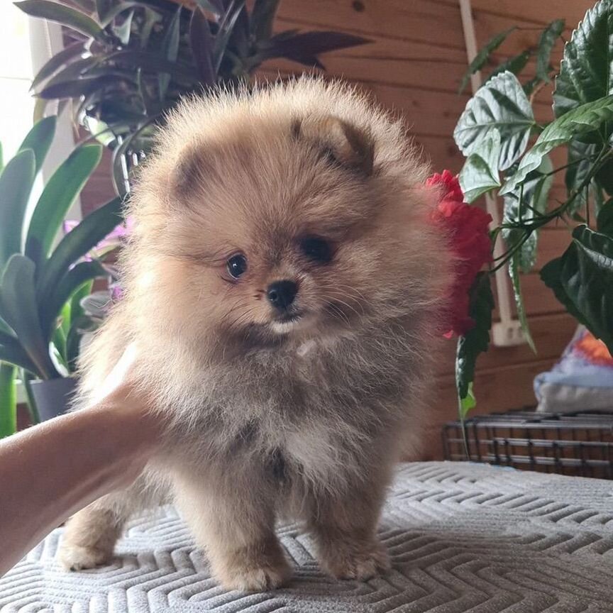 Померанский шпиц девочка