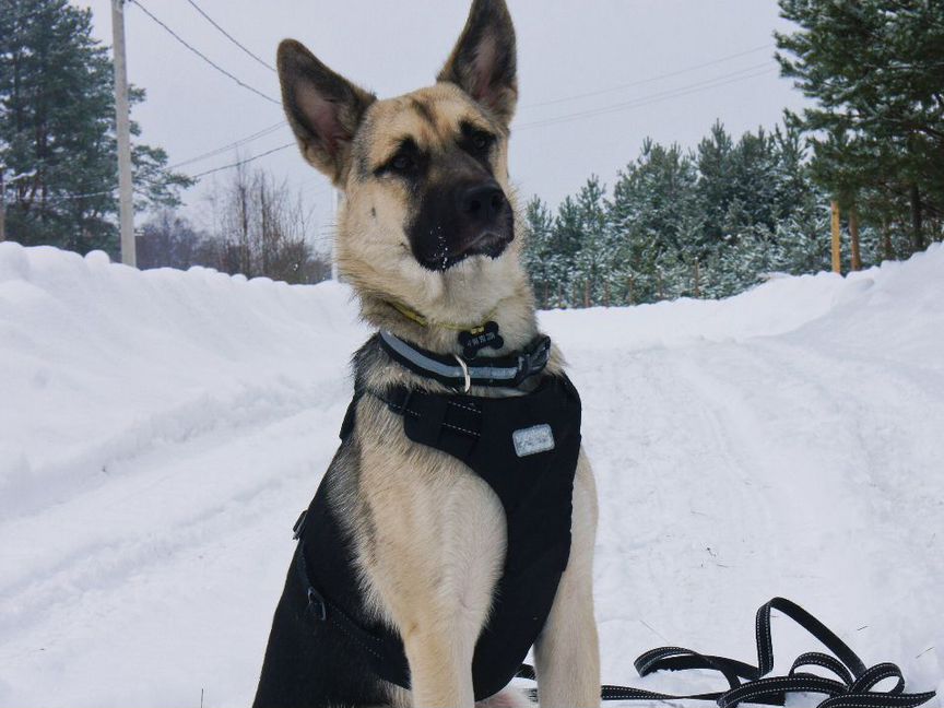 Щенок метис вео в добрые руки/ бесплатно