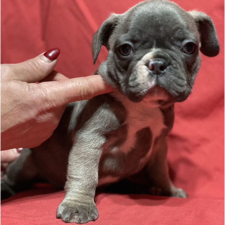 Французский бульдог, щенок