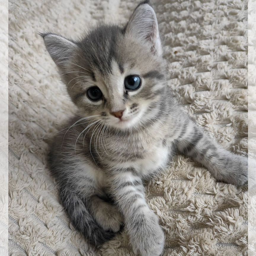 Котенок на новый год