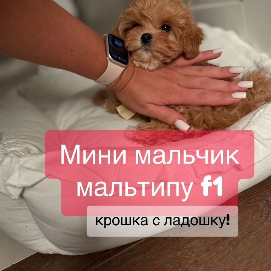 Мальтипу, щенок