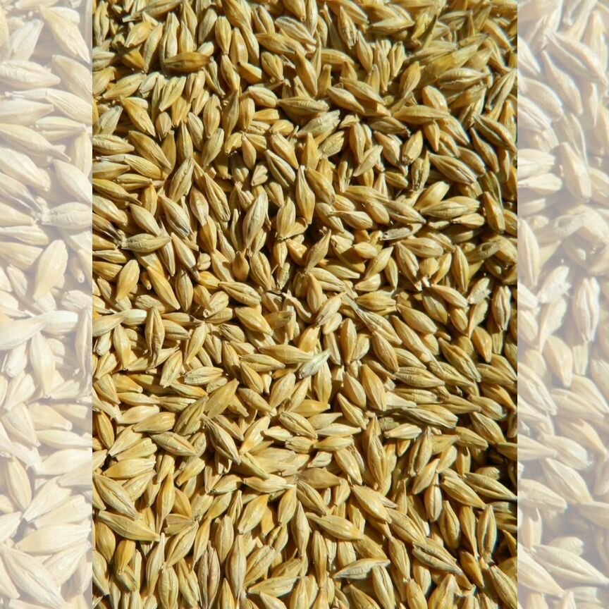Продам ячмень пшеница