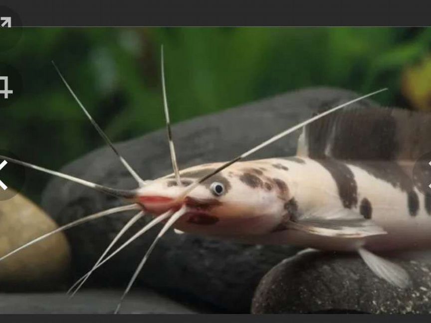 Клариевый сом