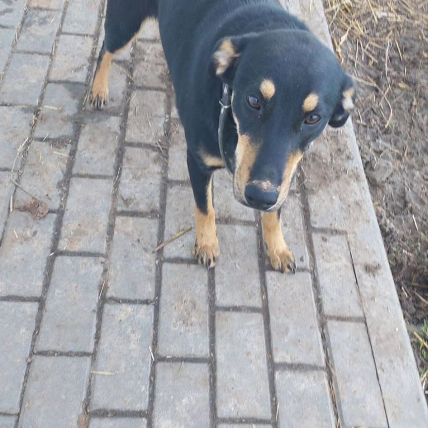 Собака в добрые руки отдам бесплатно