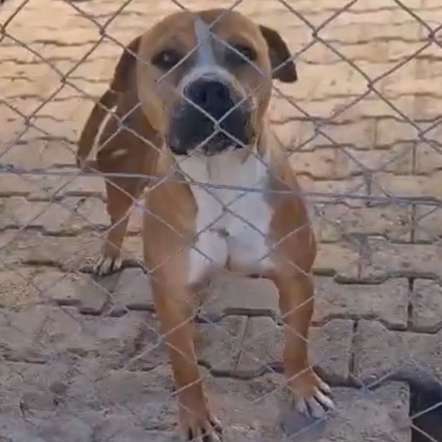 Пит-ка, умею танцевать ламбаду