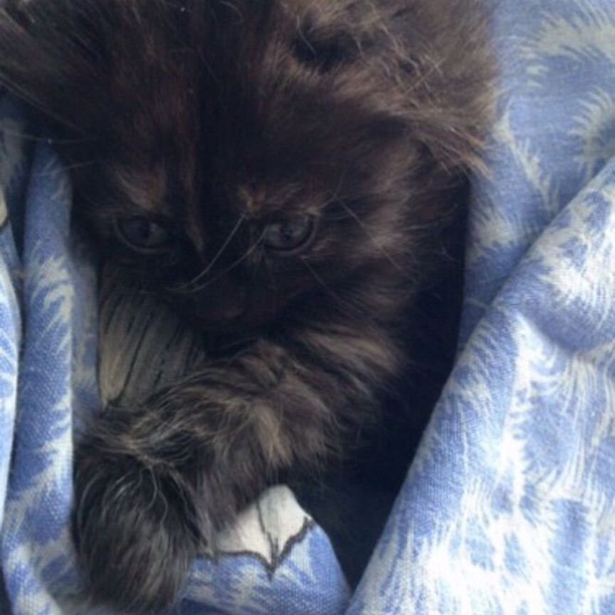 Котята от вислоухой кошки