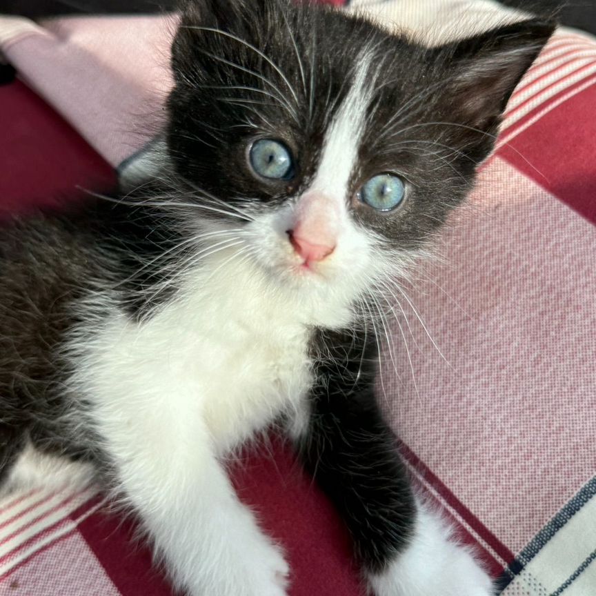 Котенок черный с белым, мальчик