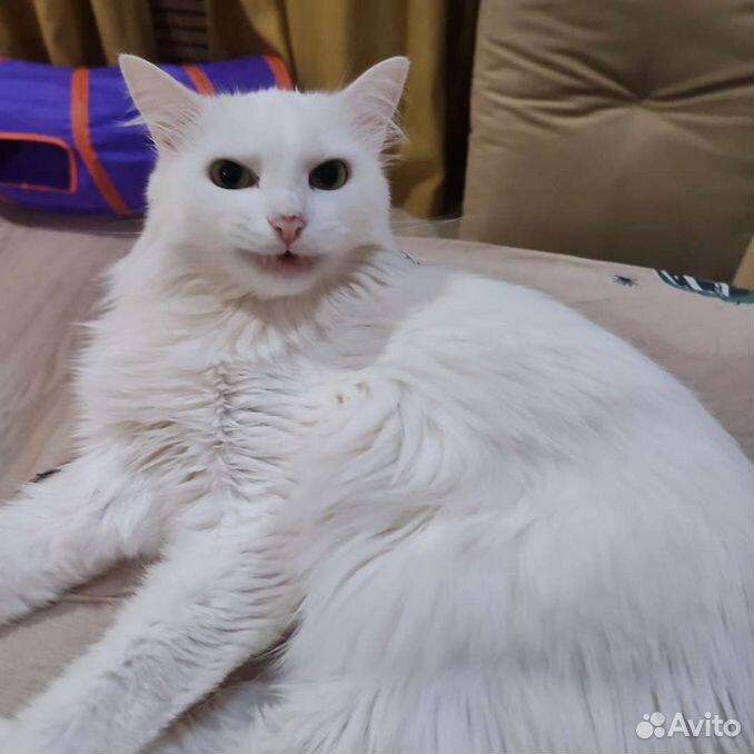 Снежка в семью