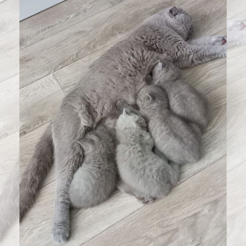 Британские вислоухие котята серые