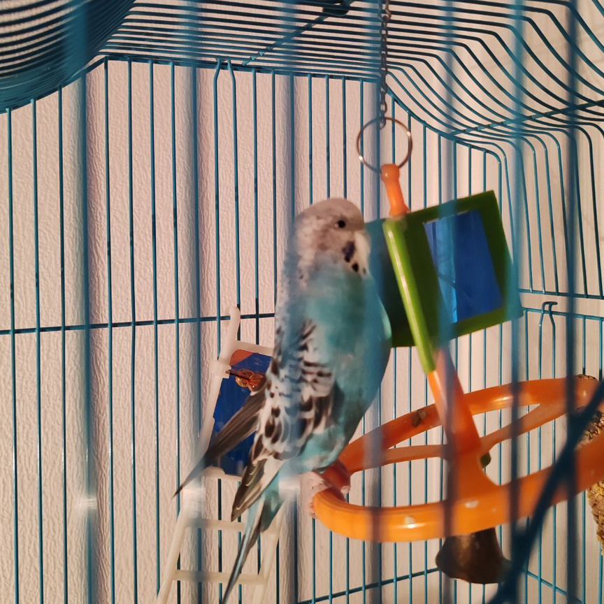 Волнистый попугай ручной мальчик