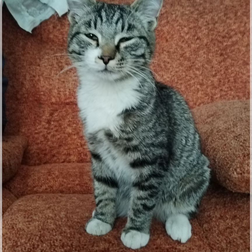 Котёнок в добрые руки